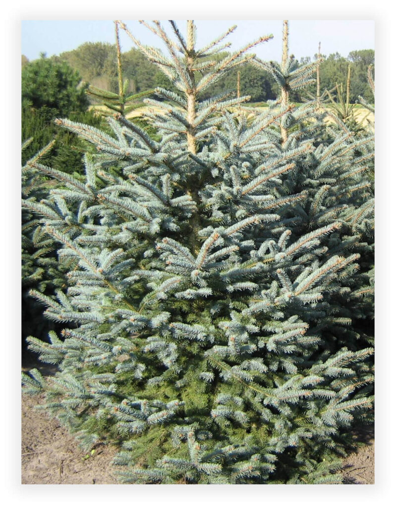 Blauwspar – De Mooij